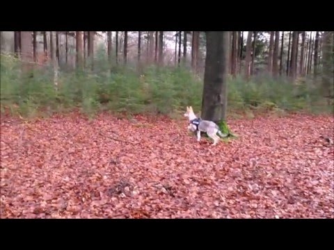 Luna's search game HD