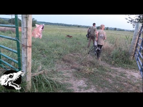 Running Down Coyotes With Decoy Dog