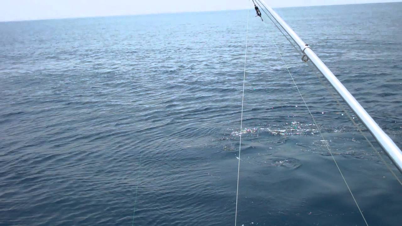 Blue Marlin off Savannah-B'REEL-5/21/11
