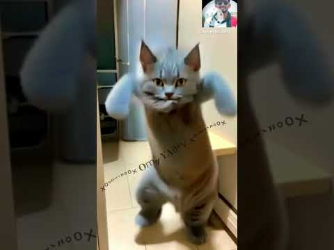 catdance🥰🥰 #cat #catlover #catshorts #cats #catvideos #catdance #trending #shorts