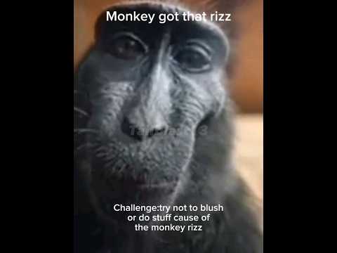 Monkey got that W rizz#subscriber#rizz#monkey#youtubeislife#youtubeguru#newvideo#youtubevideo#youtub