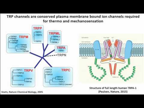 J Chaudhuri: Conserved TRPA1-Nrf2 signaling mediates reactive alpha-dicarbonyl detoxification.