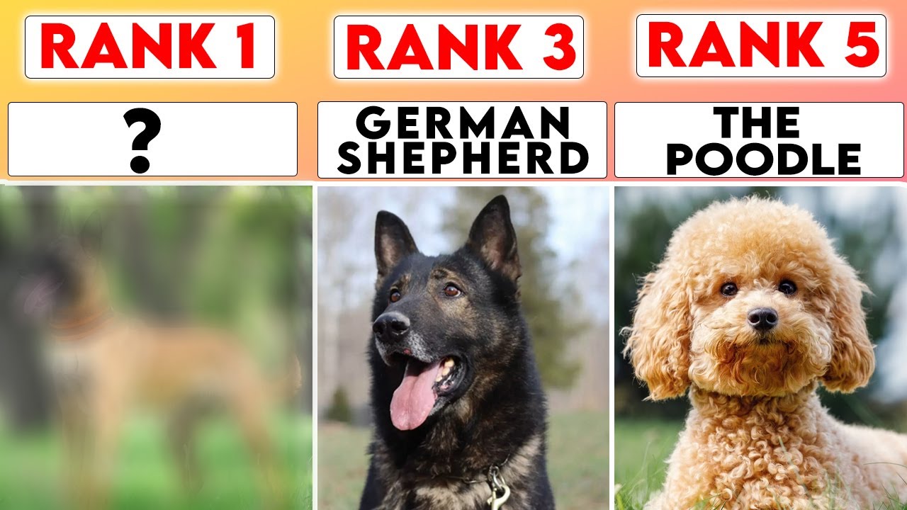 Top 10 Smartest Dog Breeds Ranked in 2026 by Experts | Dogs