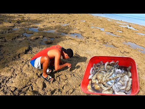 Octopus hunting| mag katabi lang ang mga bahay nila at ang laki ng mga pugita