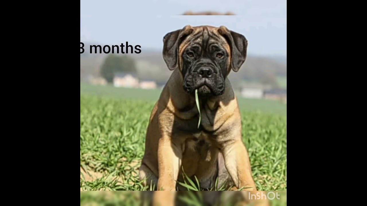 bull mastiff becoming big # dog#bullmastiff #shortsvideo