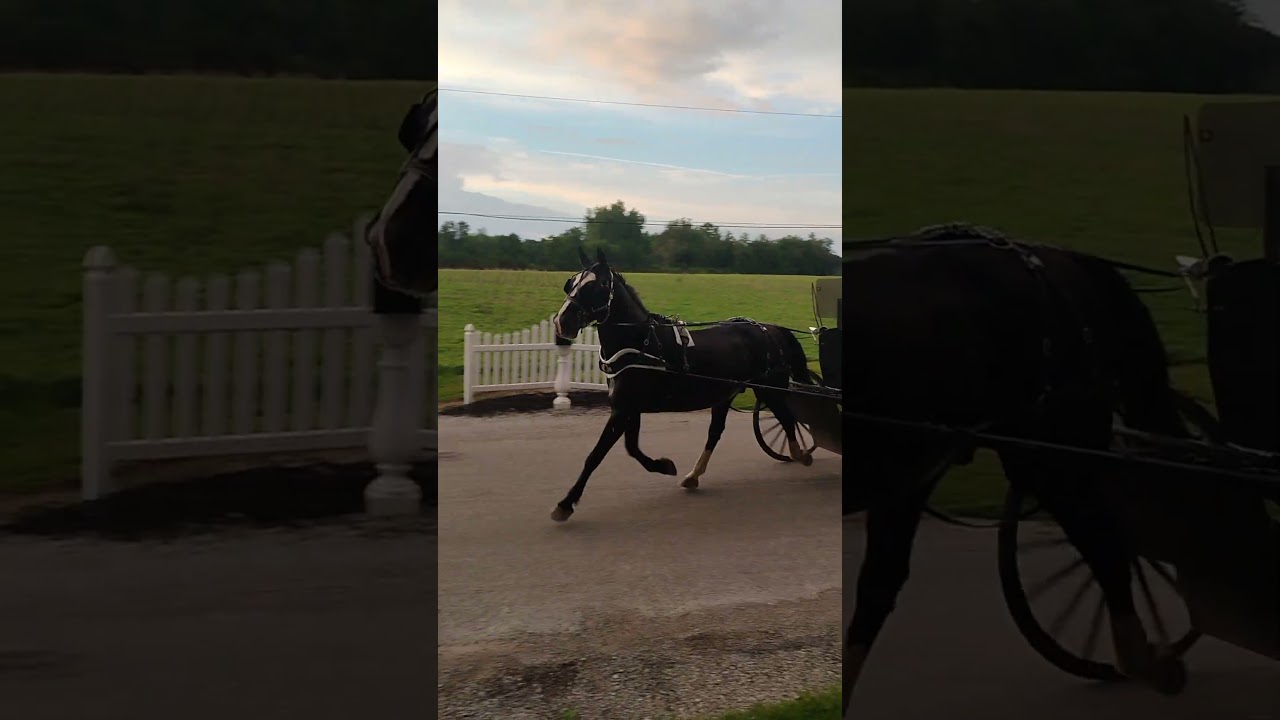 Milroy Indiana Amish Buggy driven by Chris Meyer ❤️Dutch Harness Horse