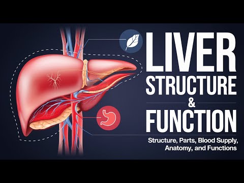 Liver Anatomy Explained: Structure, Functions, Lobes & Key Parts | Complete Liver Guide