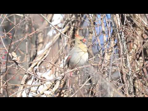Female Northern Cardinal Singing