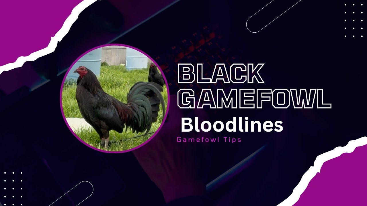 Unveiling the Legacy: Black Gamefowl Bloodlines - Strength, Strategy, and Survival