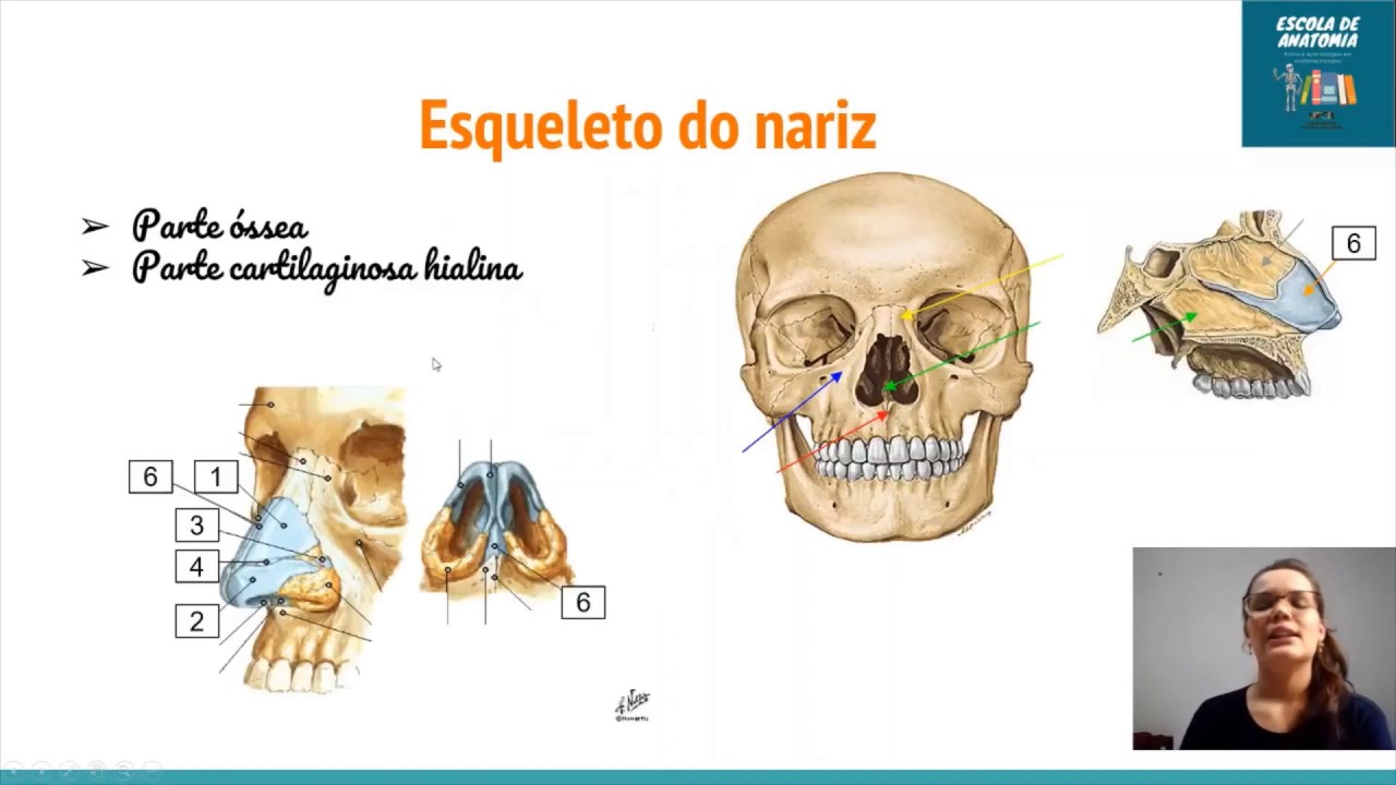 Aula de anatomia do nariz