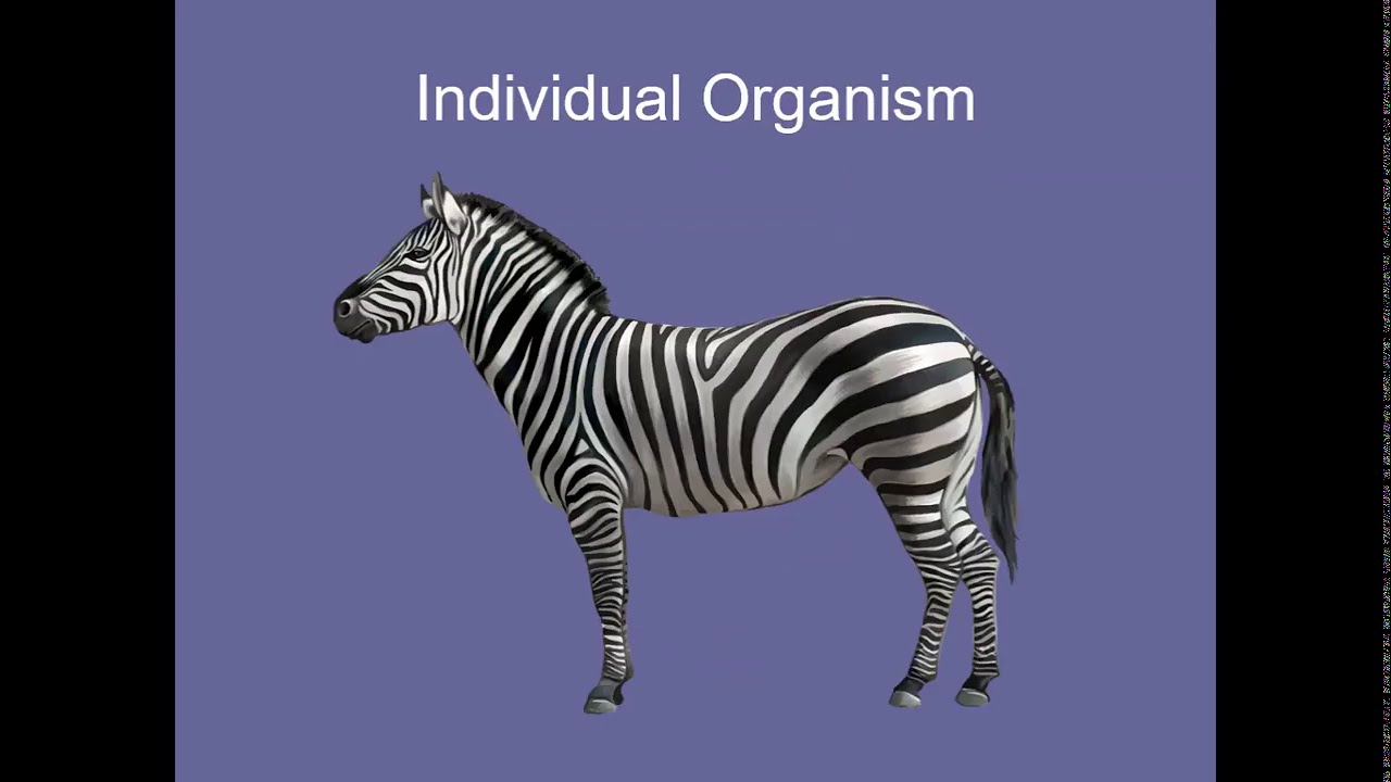 Intro to Ecology PPT & Video