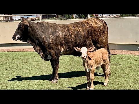 F1 Tigerstripe Braford Cow & Calf Pair - J&J Cattle Co