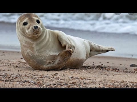 Seal in french MEME
