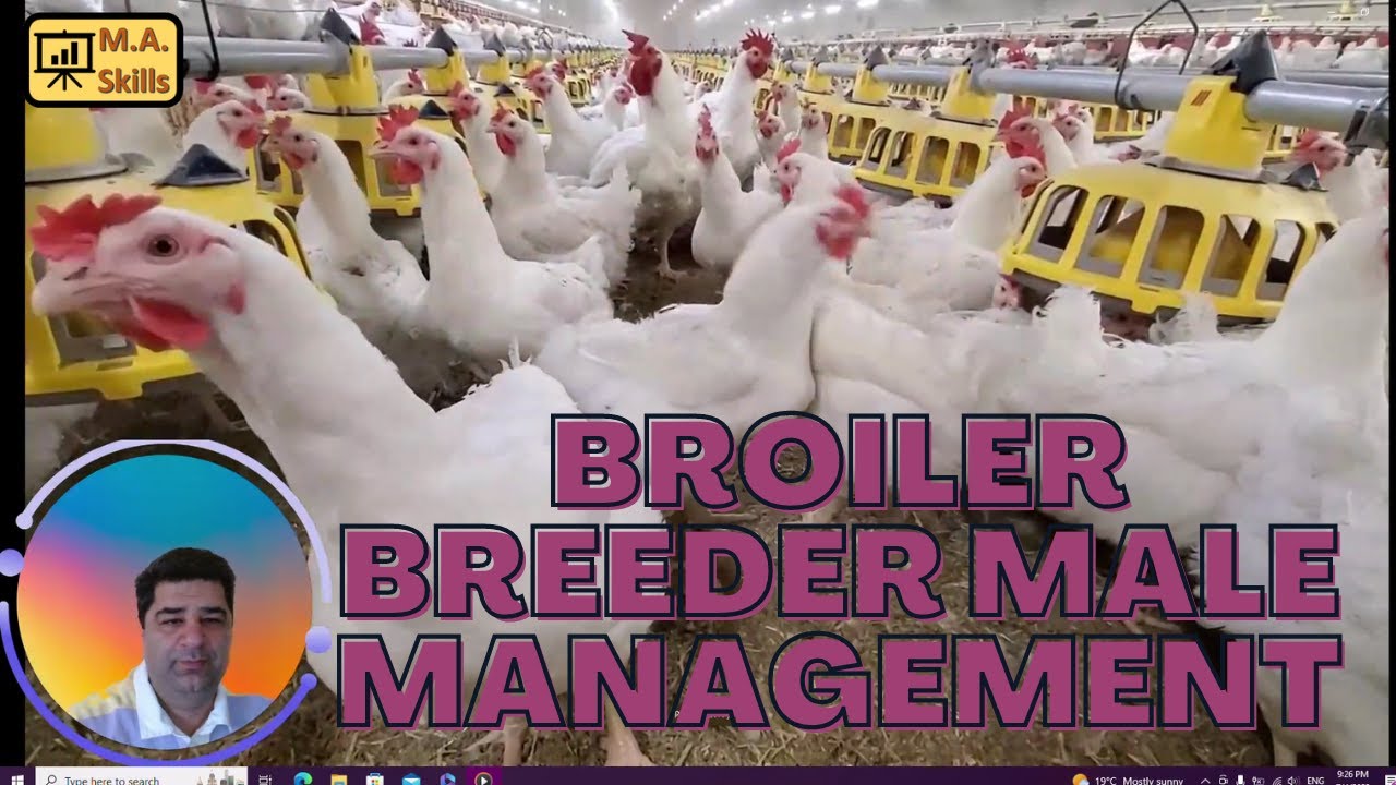 Introduction to broiler breeder male management