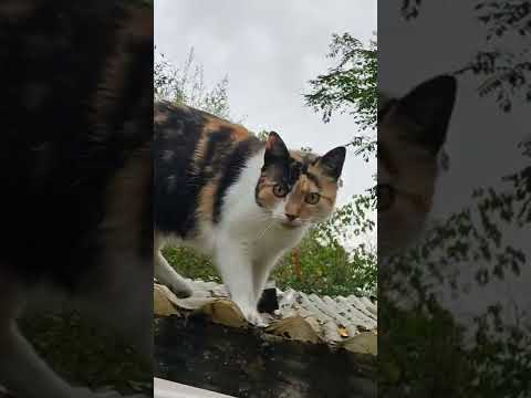 The Calico Cat 3 Colors ,,