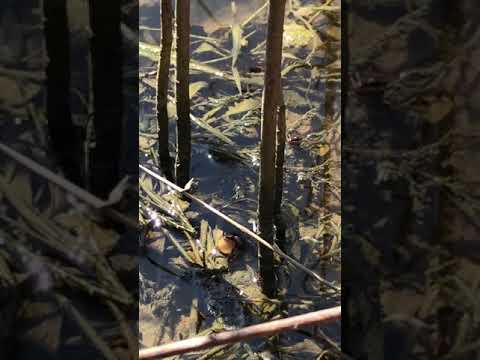Chorus Frogs Calling from a Vernal Pool Full of Eggs