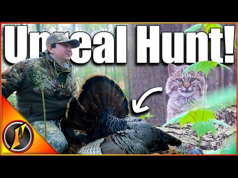 UNREAL Turkey Hunt! | Bobcat Spooks My Bird TO ME! | PA Turkey Hunting 2025