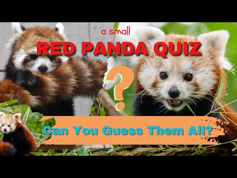 Red Panda Quiz: Can You Guess These Fascinating Facts?