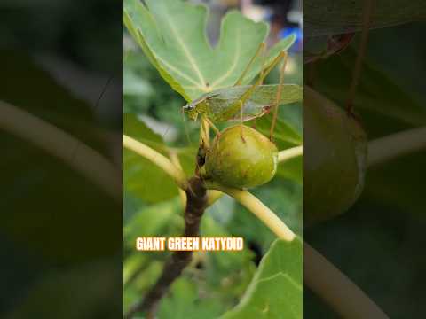#insect #green #garden #katydid #figplant #figs #bug #cricket #grasshopper #pest #nature