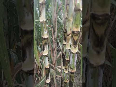 sugarcane variety co pb 95
