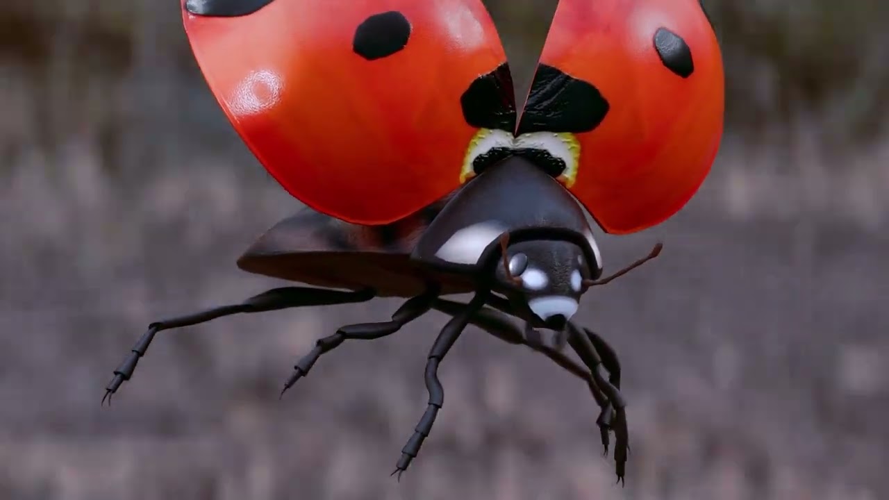Ladybug animation(Blender)