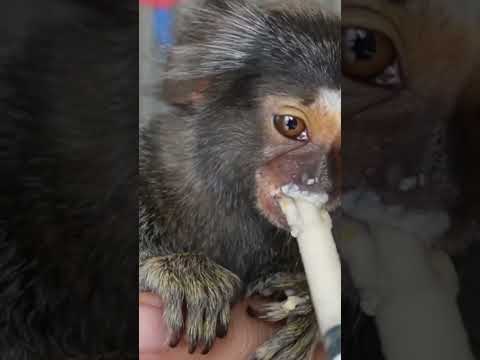 Goat Milk Mixed With Special Marmoset Food #petmonkey #fingermonkey