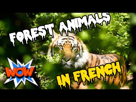 French Animals of the Forest