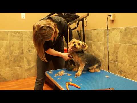 Groomingdale's grand opening