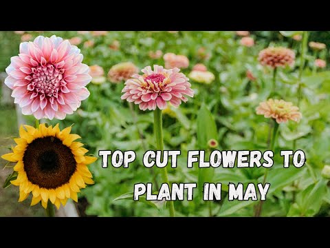 Top Cut Flowers to Plant in May | Your Planting Guide