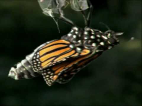 Butterfly: video dictionary definition