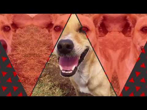 Forever Friends Humane Society AZ - Jax