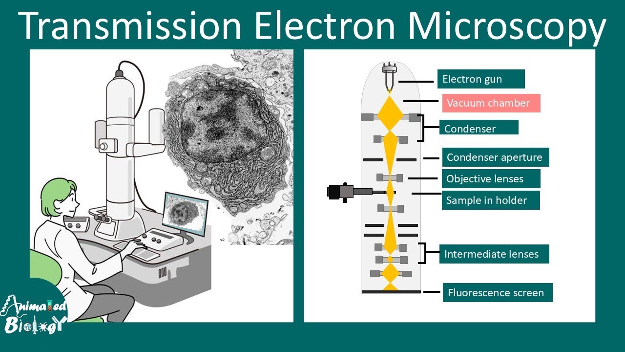 Understanding Transmission Electron Microscopy: Principles, Applications, and Limitations ...