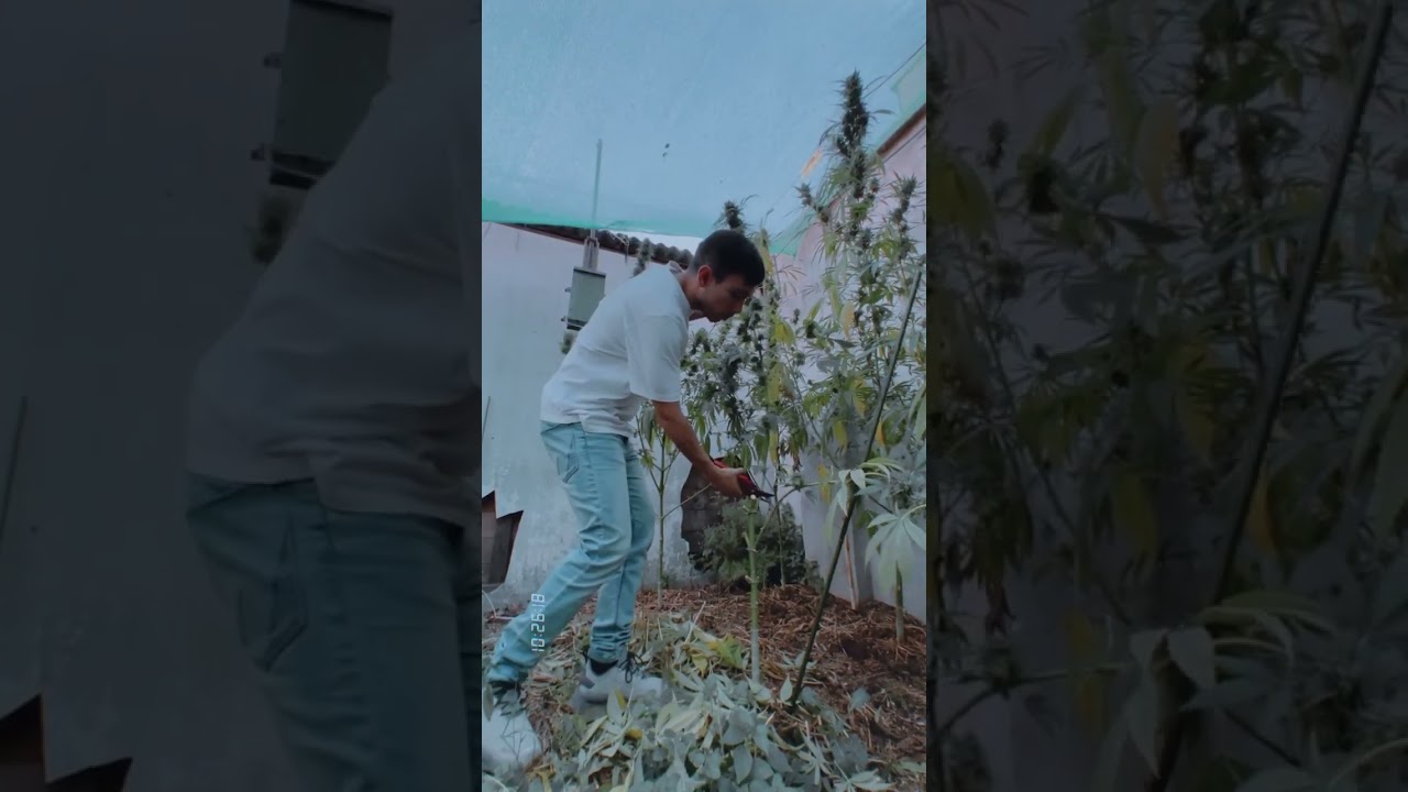 Cosecha Sativa de Exterior