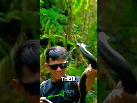 Facts about the black mamba snake #facts #blackmamba #snake