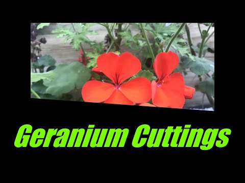 How to take Softwood Geranium Cuttings
