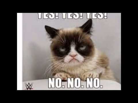 Grumpy Cat Top 10 Pictures