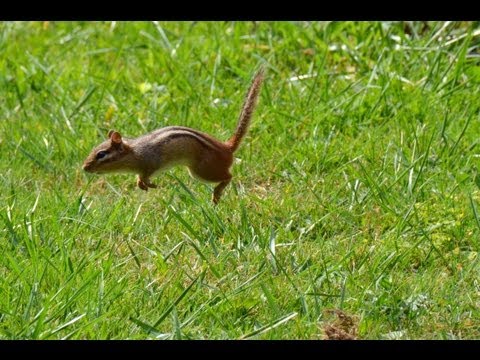 Chipmunk chirping sounds