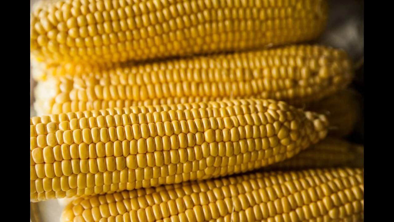 Fresh Corn Royalty Free Stock Images