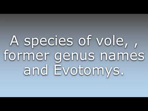 What does Grey red-backed vole mean?