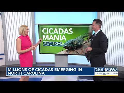 Millions of cicadas emerging in NC