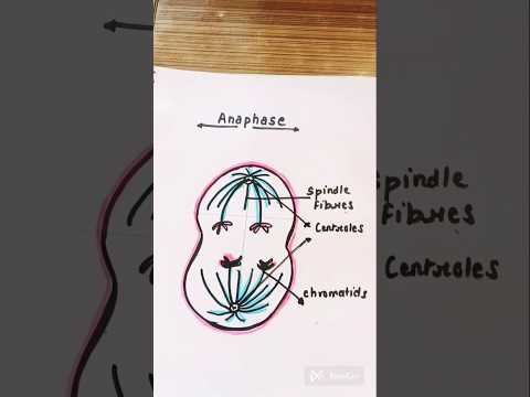 Anaphaseeasydiagram#shortsvideo#shorts#anaphase#structure#diagram#bio#reels#viral#video#youtube