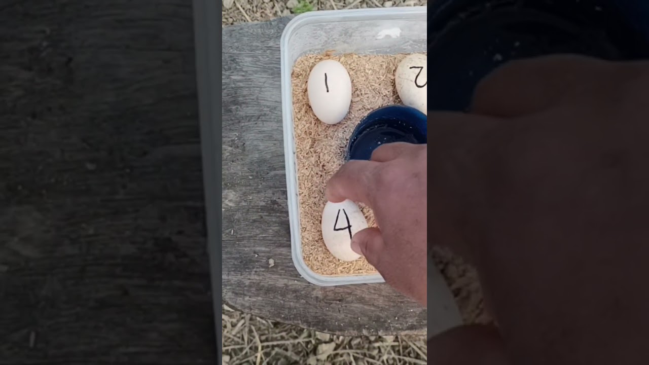 How to hatch egg at home without incubator//@jonai farming