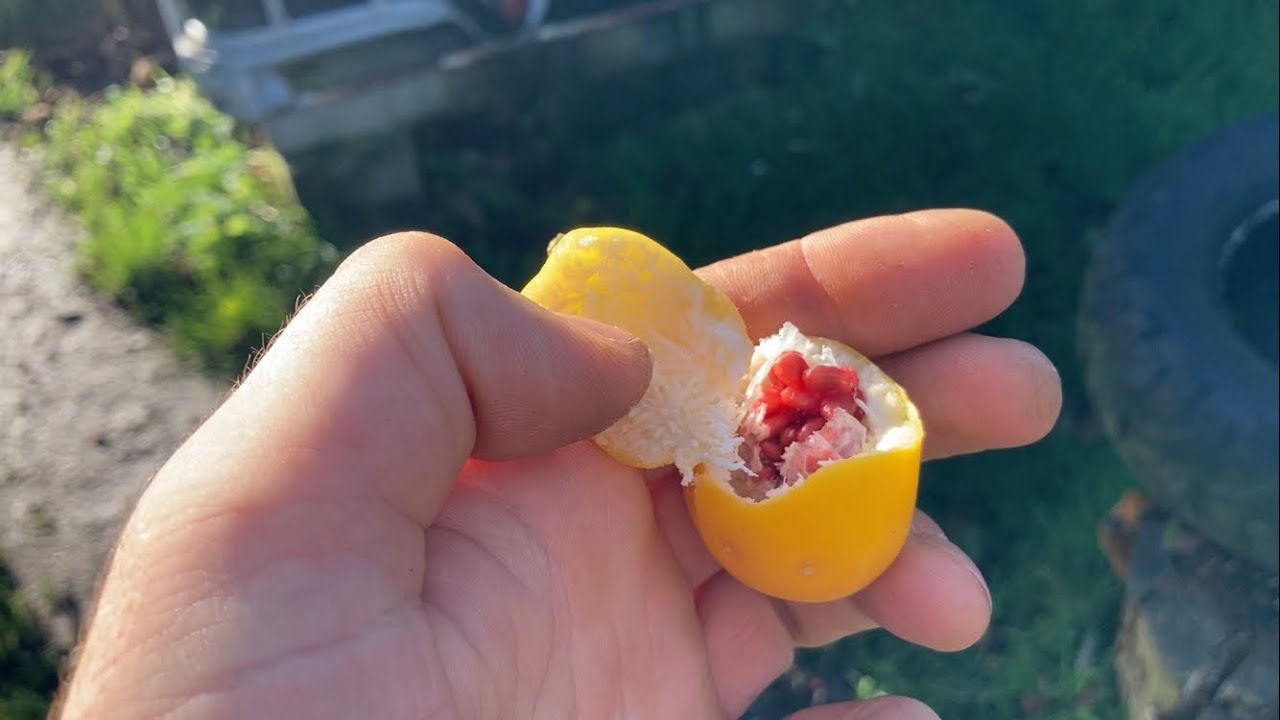 Growing passionfruit in the UK (passiflora caerulea)