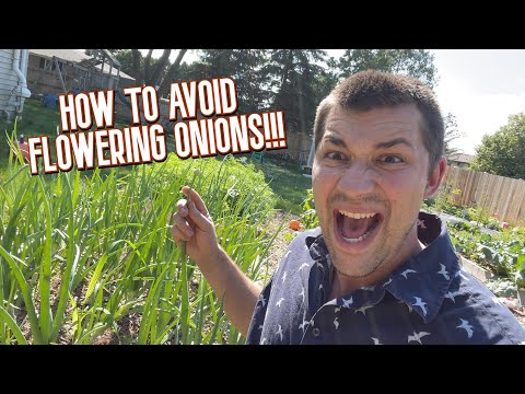 Why Onions Flower and WHAT SHOULD YOU DO TO STOP IT!
