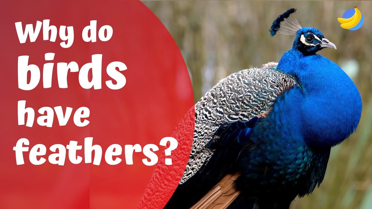 Why do birds have feathers?