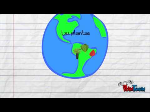 Tropical Rainforest-Spanish