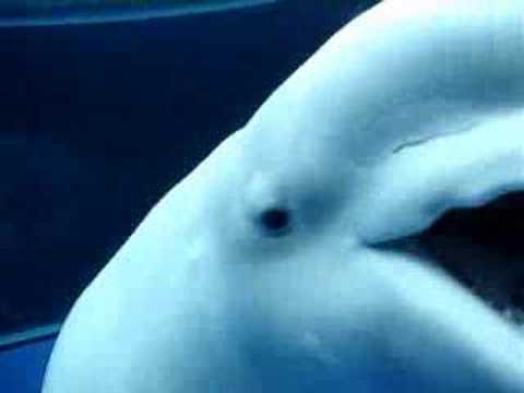 Those Silly Beluga Whales are such Tricksters!! | Leslie's Low Down(es)