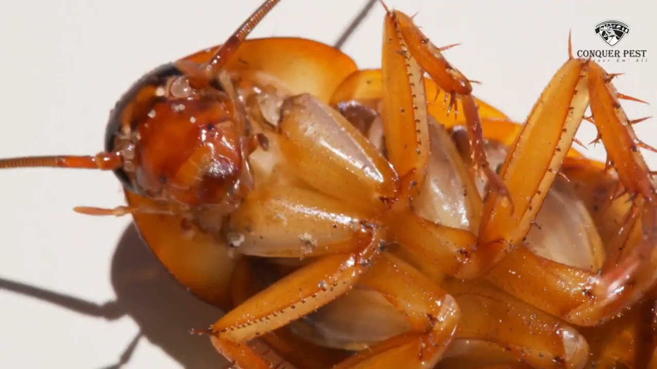 Conquerpest.sg: Bed Bug Control Services in Singapore