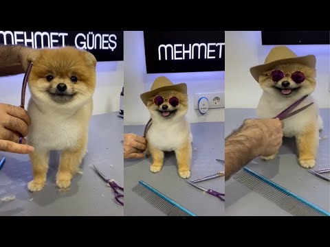 Chien trop mignon😊video drôle de chien 😊vidéo de petit chien trop mignon #short