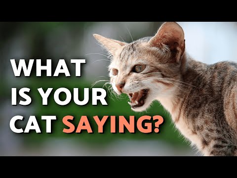 What Do Your Cat's Meows Mean? 🙀 Types of MEOWS and Their MEANINGS